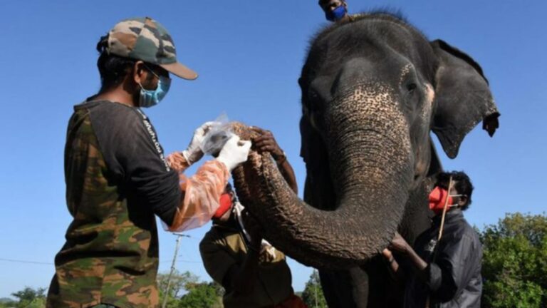 Após matar mulher de 70 anos, elefante volta ao funeral dela e faz algo ...