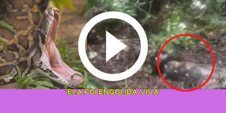 Píton engole mulher de 54 anos na Indonésia e choca o mundo 'é ...